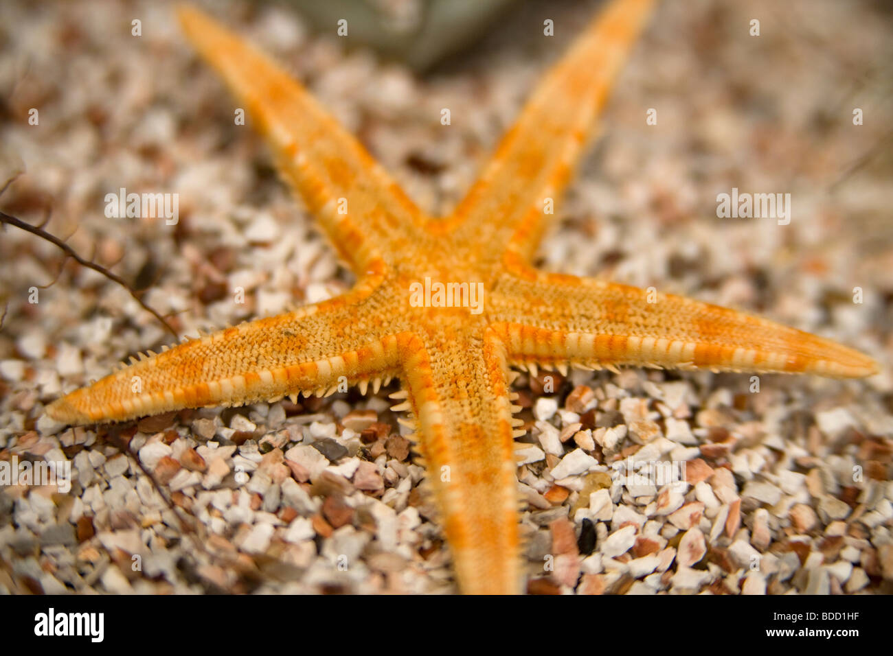 Sternenfische asteroidea -Fotos und -Bildmaterial in hoher Auflösung ...