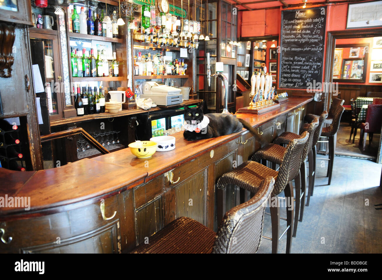 Tom Paine, die ansässige Katze in The Seven Stars Pub, Holborn, London ...