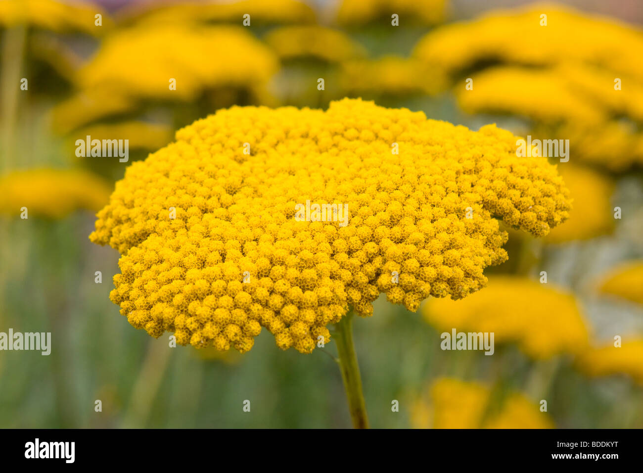 Achillea coronation gold -Fotos und -Bildmaterial in hoher Auflösung ...