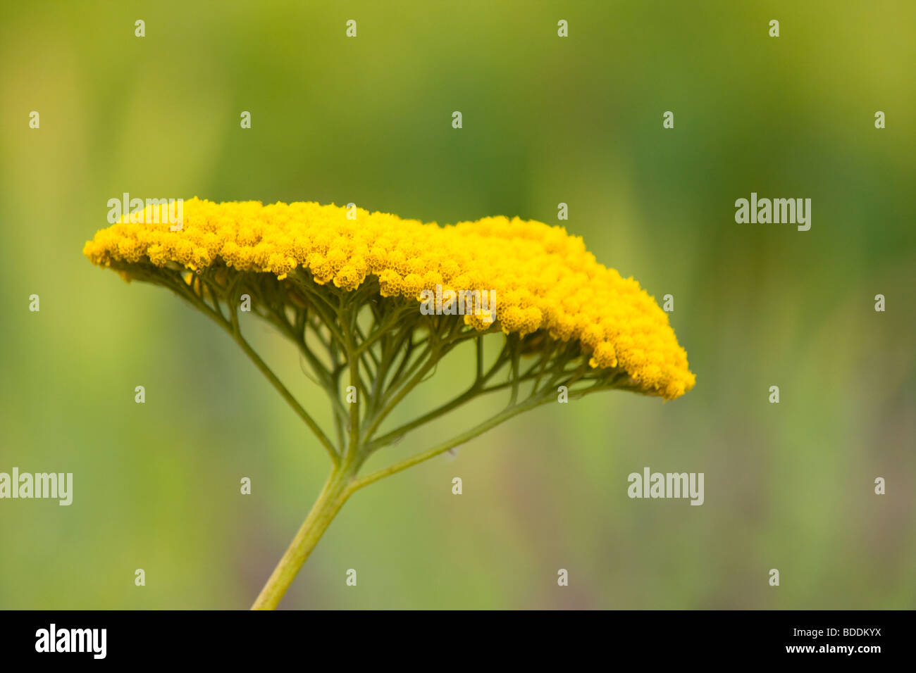 Achillea coronation gold -Fotos und -Bildmaterial in hoher Auflösung ...