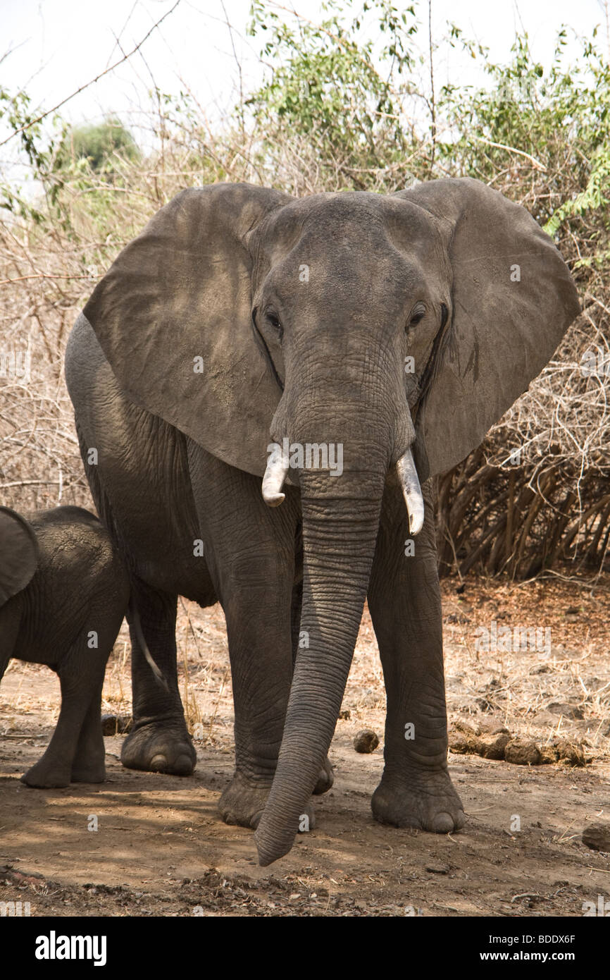 Sambia, Tafika Camp, Luangwa River, South Luangwa Nationalpark John ...