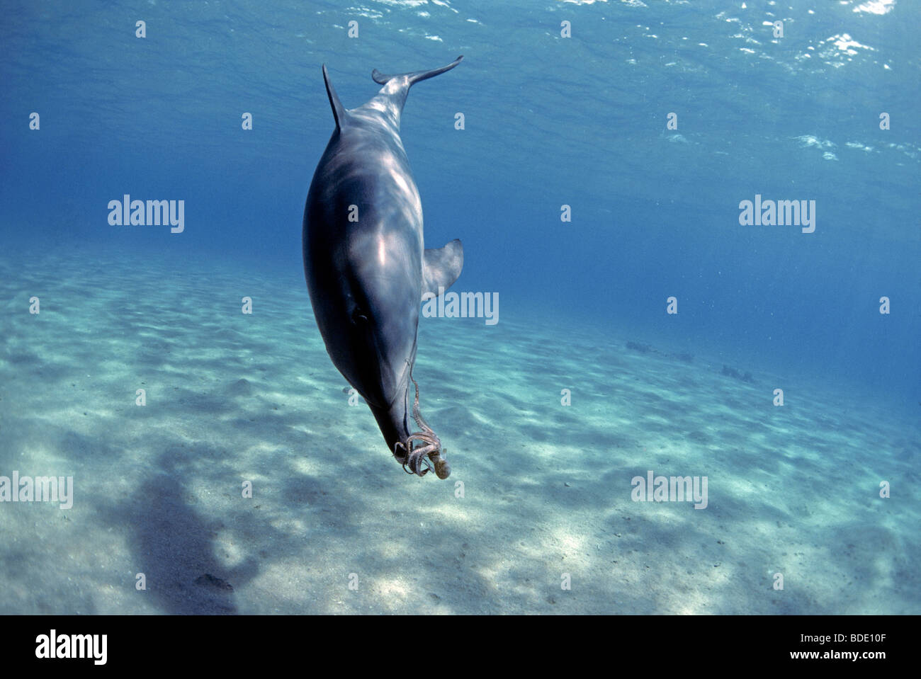 Cyanea sp -Fotos und -Bildmaterial in hoher Auflösung – Alamy