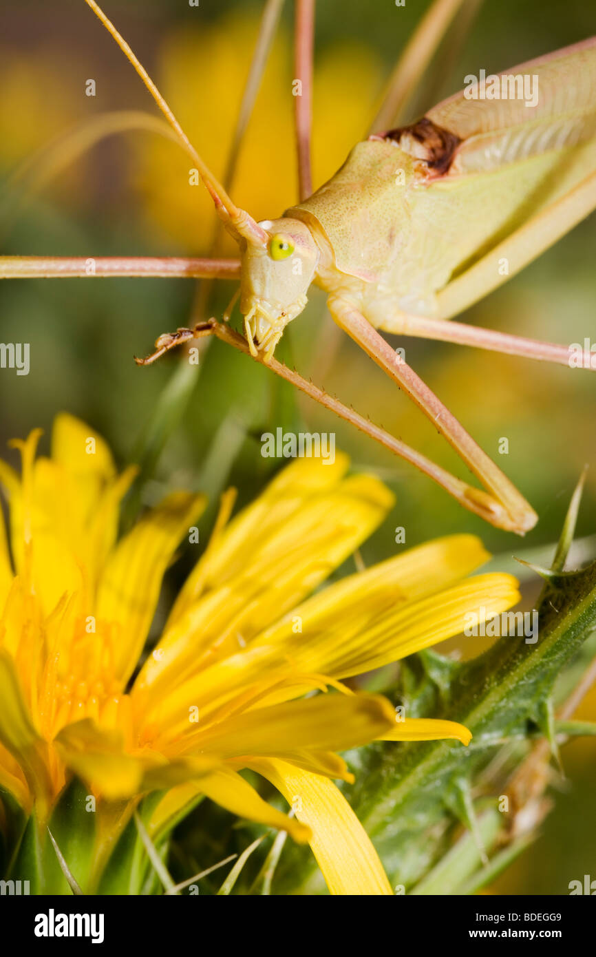 Grillen insekt -Fotos und -Bildmaterial in hoher Auflösung – Alamy