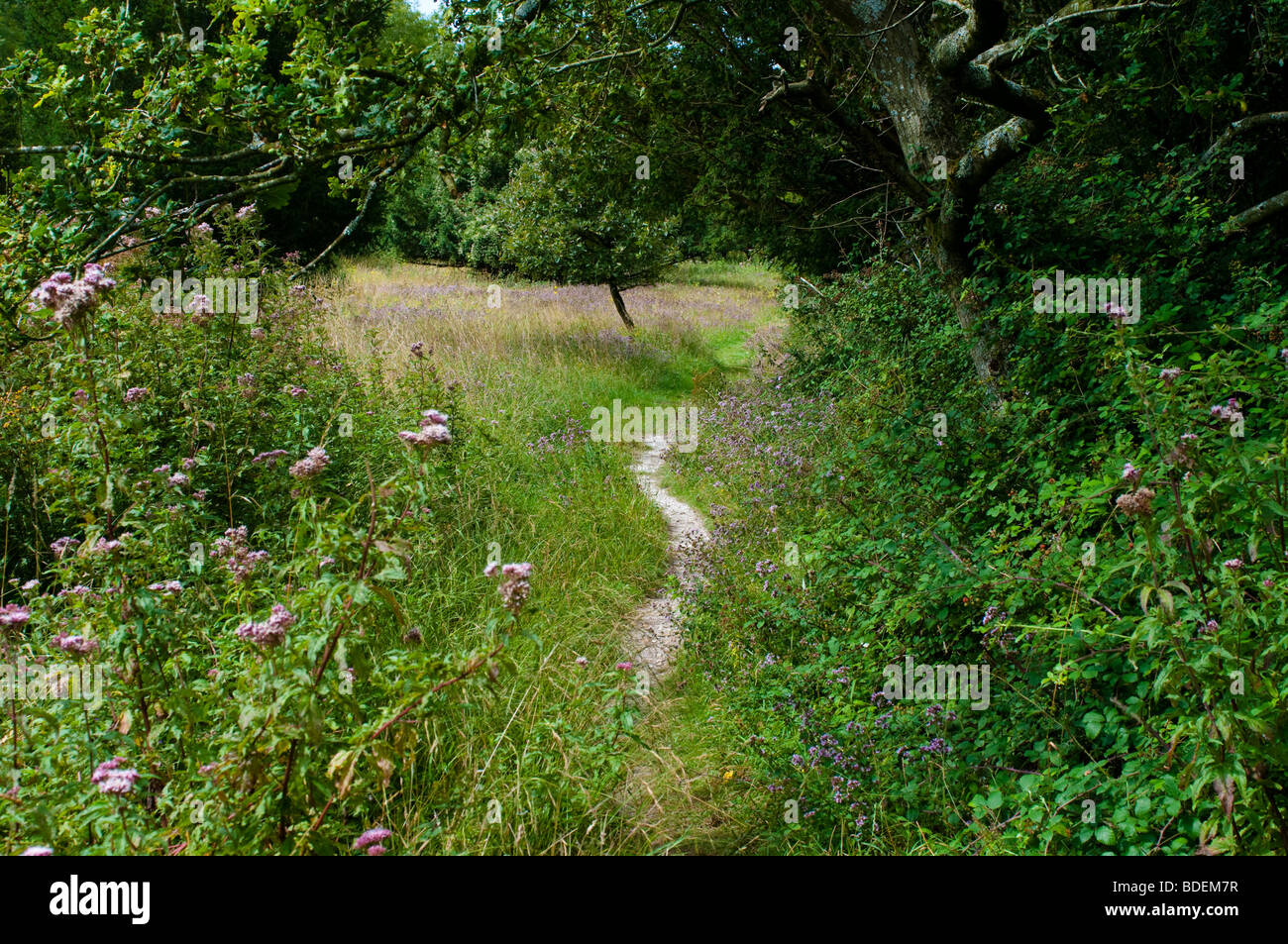 Kingley vale national nature reserve -Fotos und -Bildmaterial in hoher ...
