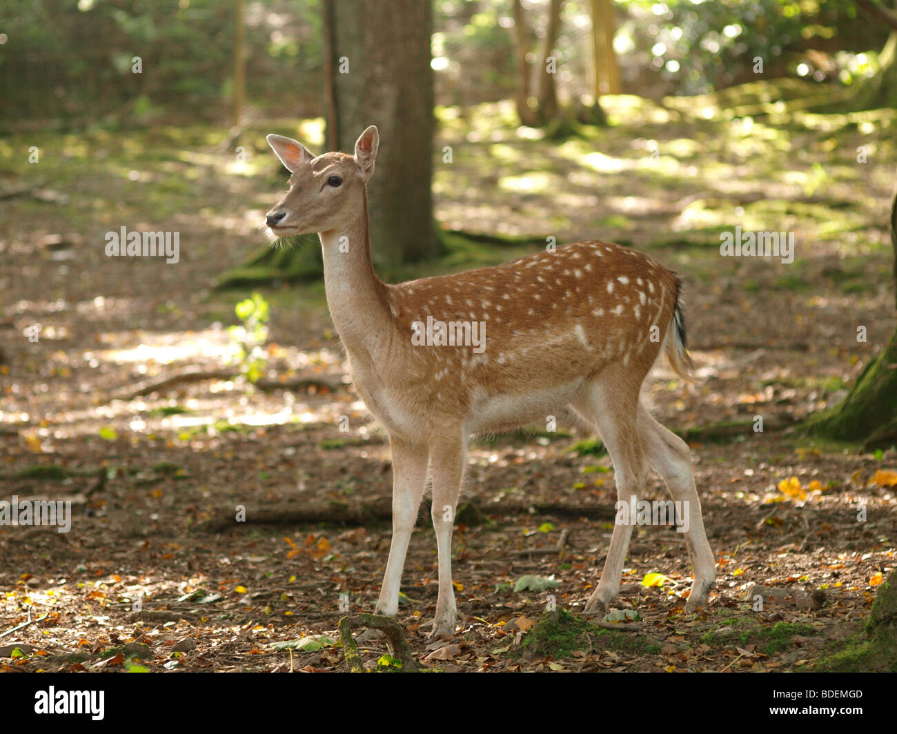 Fleckiges damwild -Fotos und -Bildmaterial in hoher Auflösung – Alamy