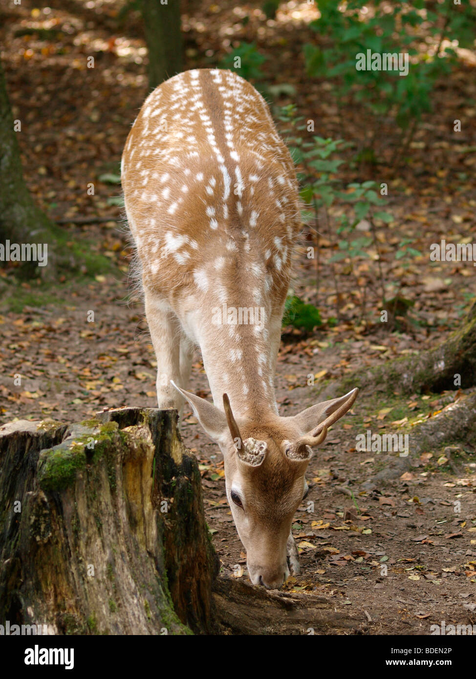 Fleckiges damwild -Fotos und -Bildmaterial in hoher Auflösung – Alamy