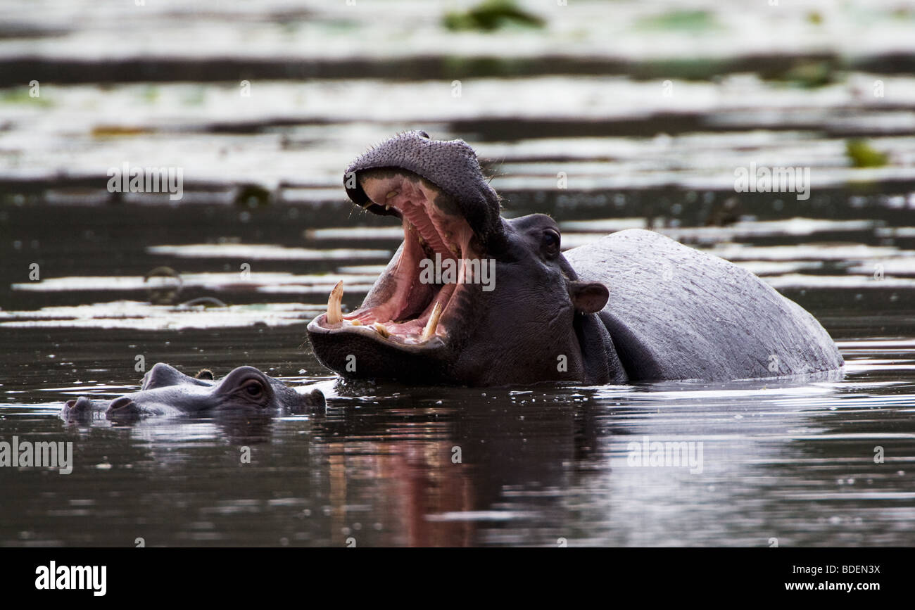 Hippo aggression -Fotos und -Bildmaterial in hoher Auflösung – Alamy