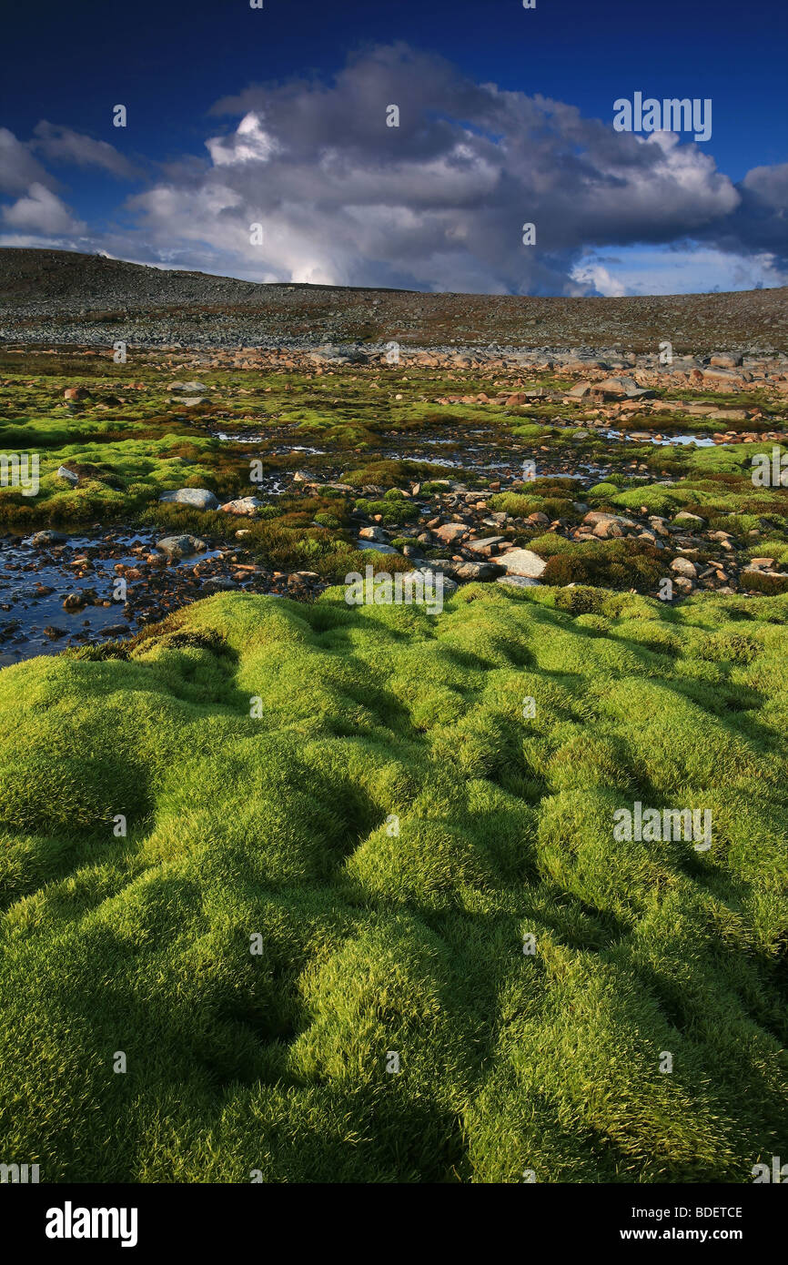 Grünes Moos Teppich in der Nähe von Snøheim im Dovrefjell Nationalpark ...