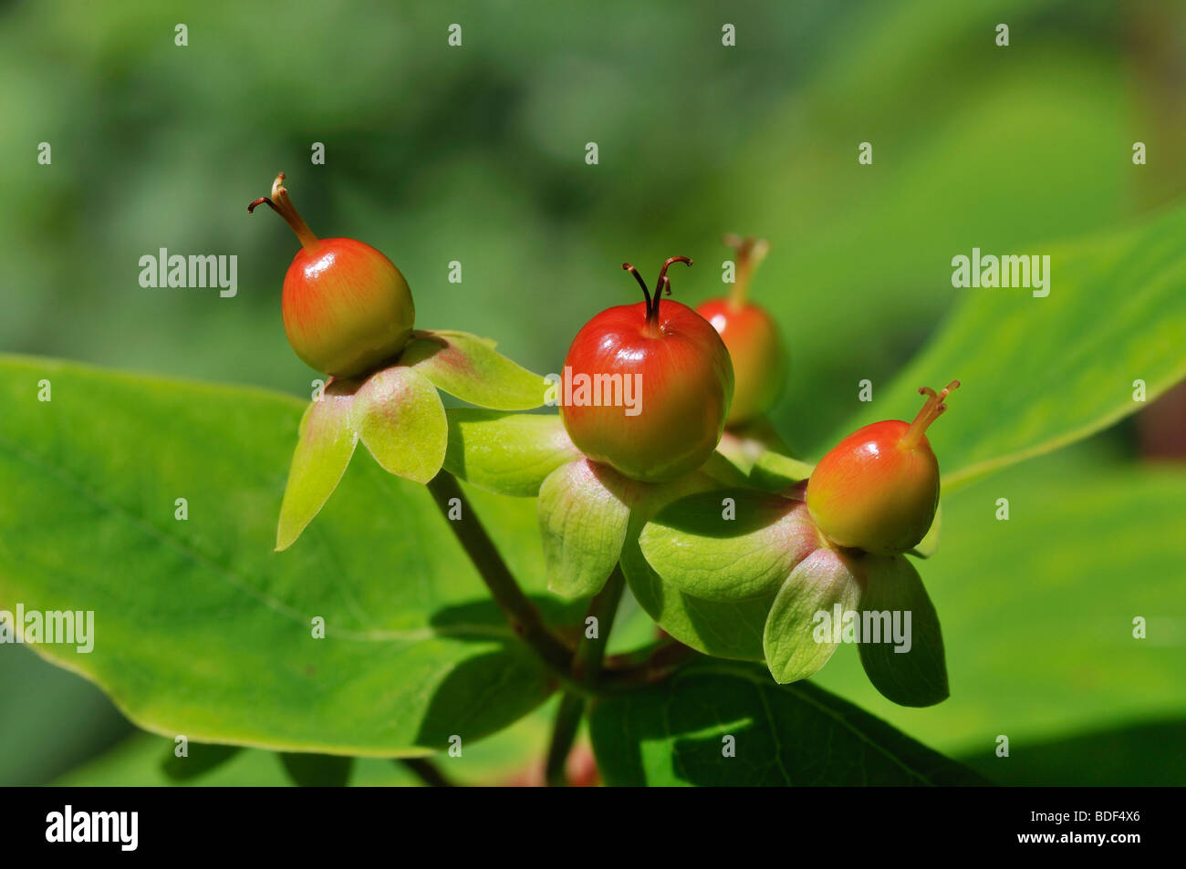 Hypericum androsaenum -Fotos und -Bildmaterial in hoher Auflösung – Alamy