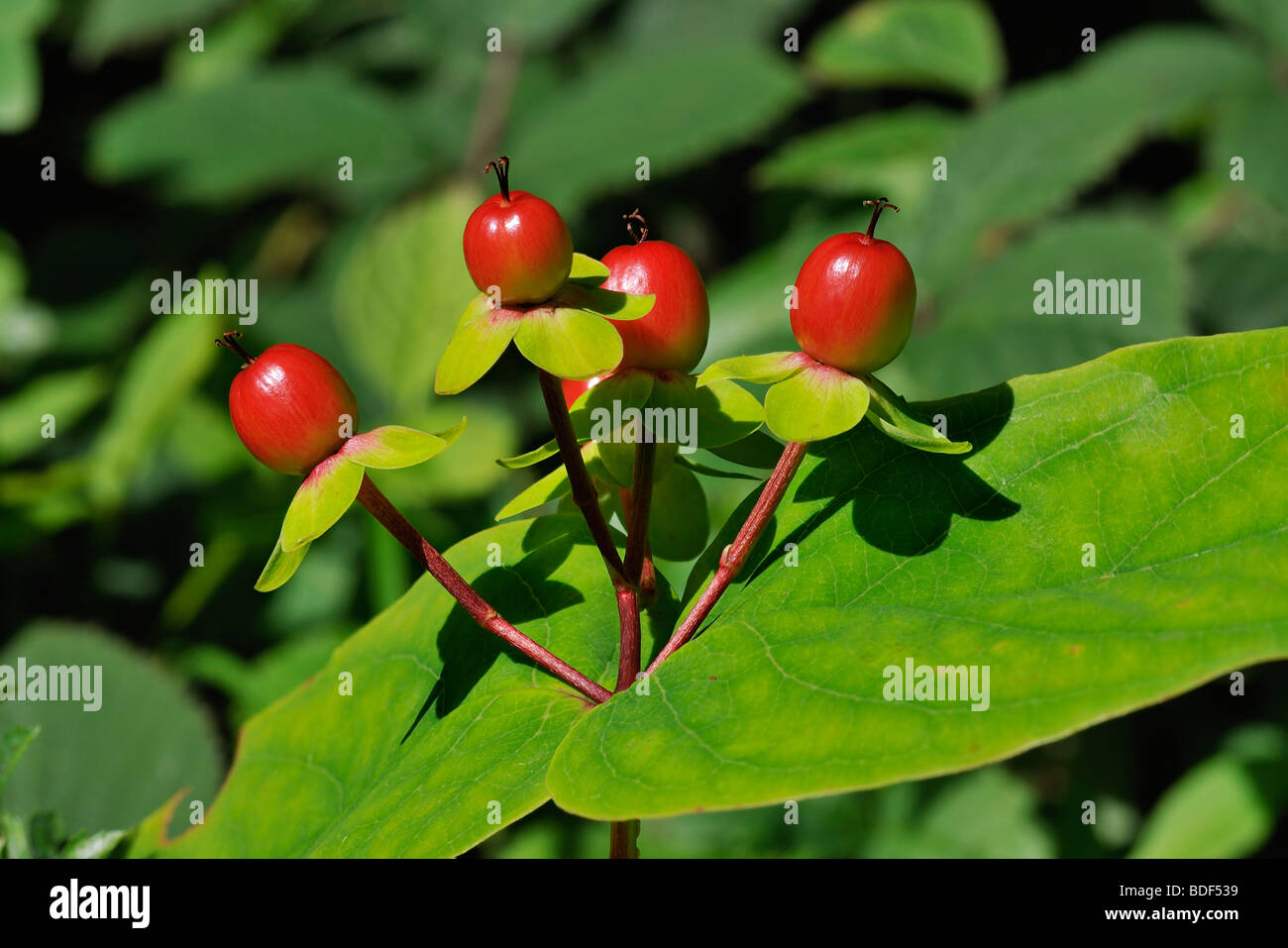 Hypericum androsaenum -Fotos und -Bildmaterial in hoher Auflösung – Alamy