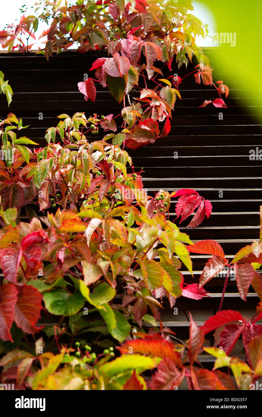 False virginia creeper parthenocissus inserta -Fotos und -Bildmaterial ...