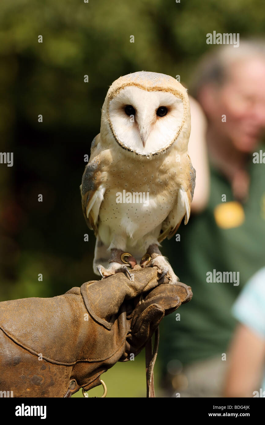 Intimidating owl -Fotos und -Bildmaterial in hoher Auflösung – Alamy