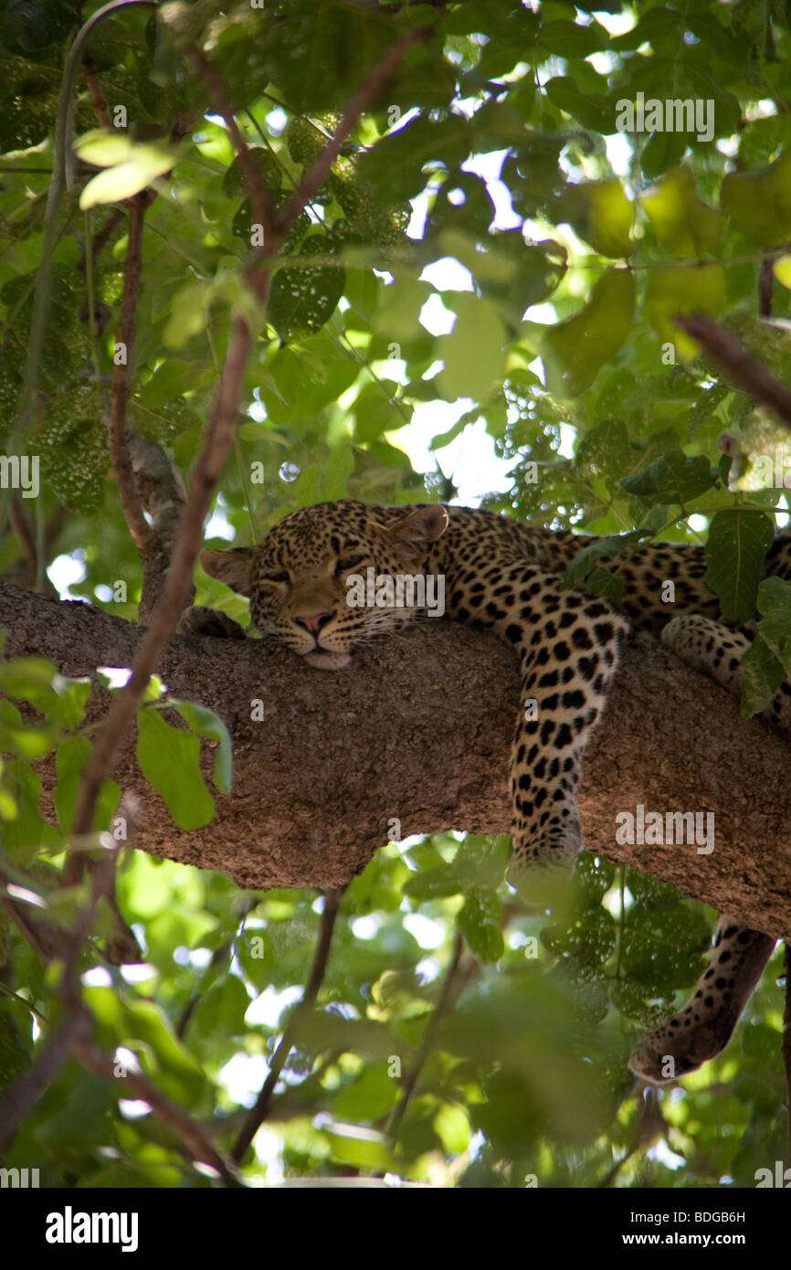 Ein leopard in einem baum -Fotos und -Bildmaterial in hoher Auflösung ...