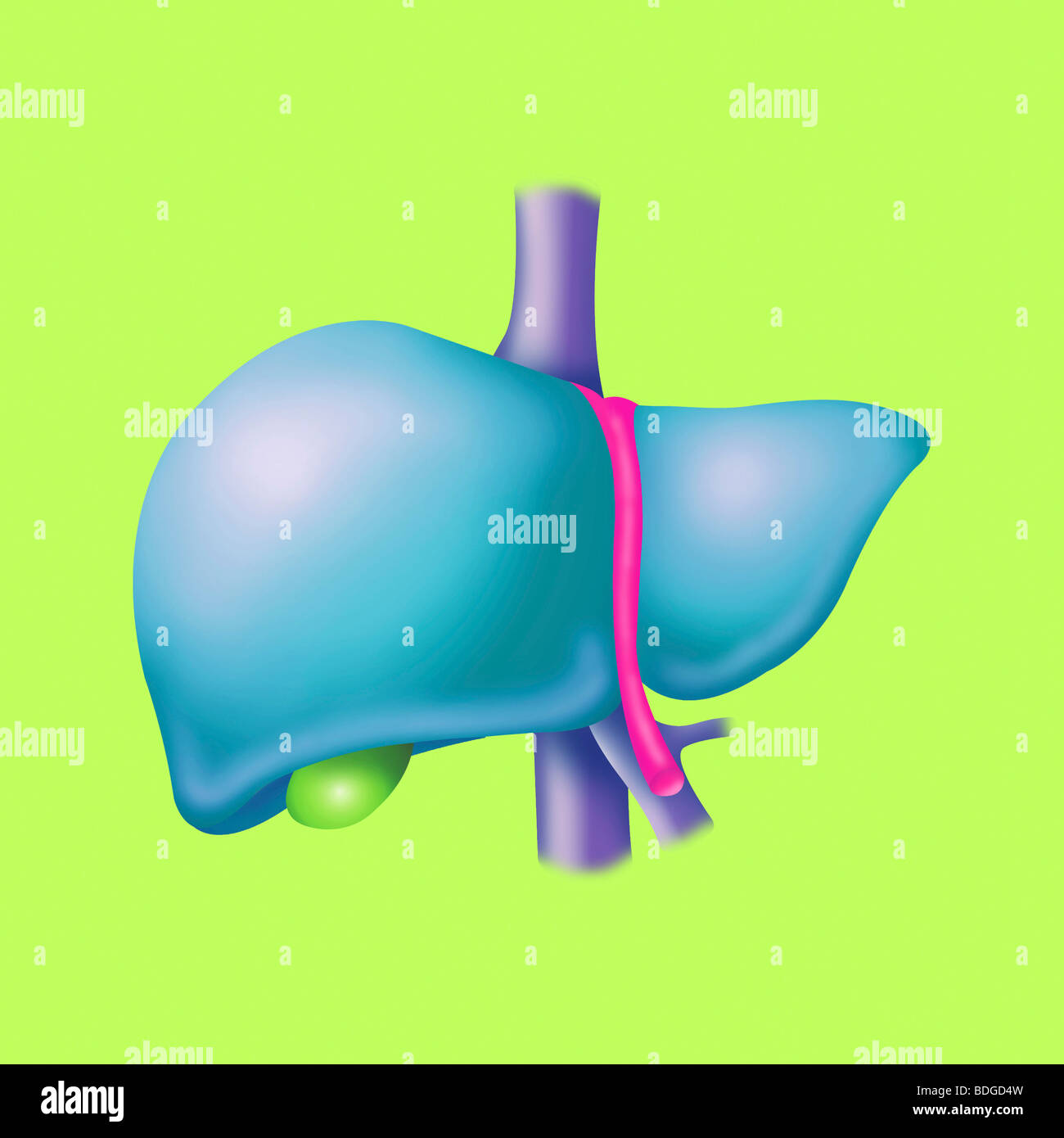 Lobus hepatis dexter -Fotos und -Bildmaterial in hoher Auflösung – Alamy