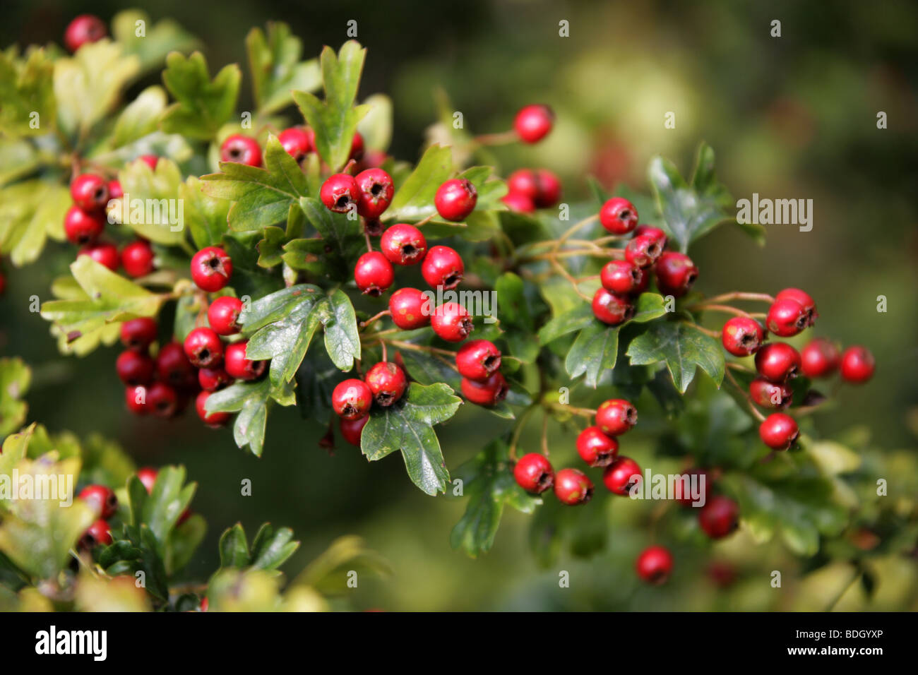 Weißdorn oder Mai Baum Beeren, Crataegus Monogyna, Rosengewächse ...