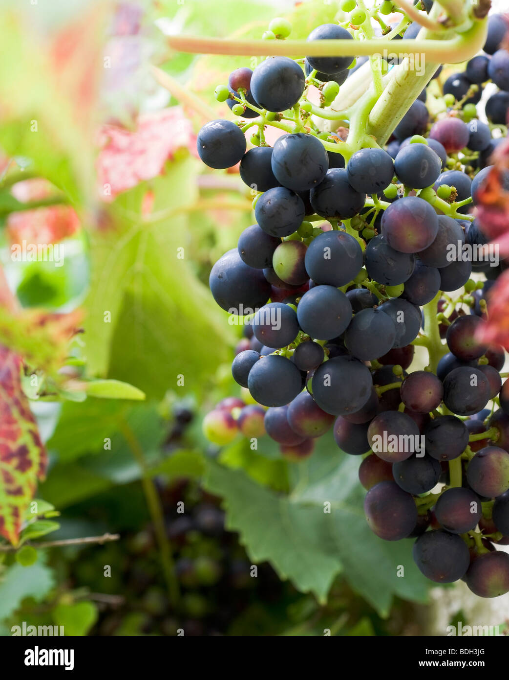 Reifende trauben -Fotos und -Bildmaterial in hoher Auflösung – Alamy