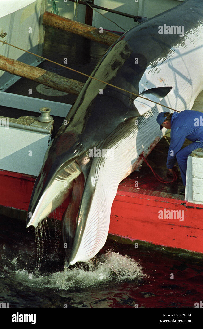 Harpooned minke whale whaling -Fotos und -Bildmaterial in hoher ...