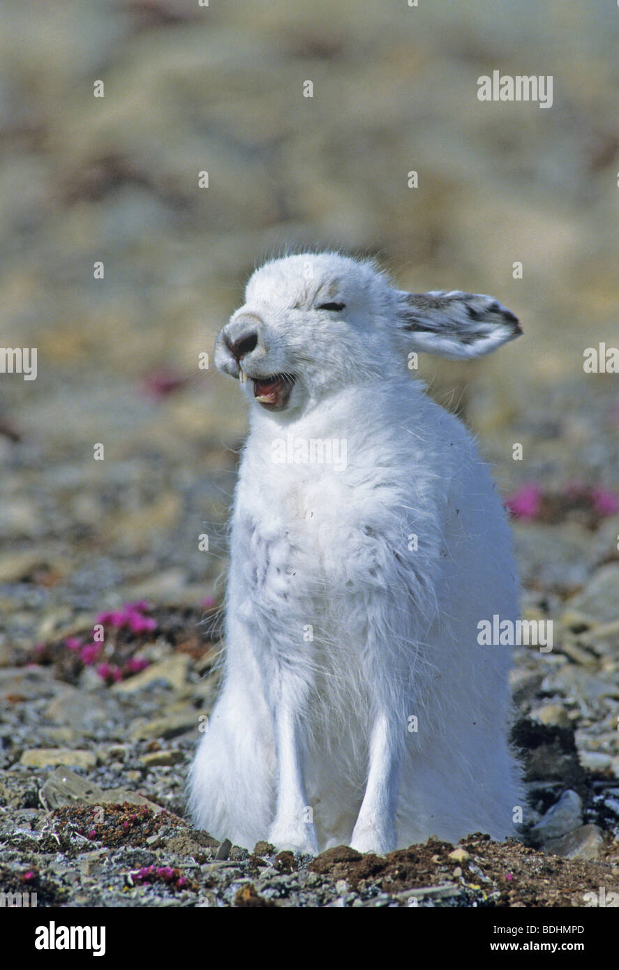 Arktis Hase Lepus arcticus Gähnen Bathurst Island NWT Kanada, von ...