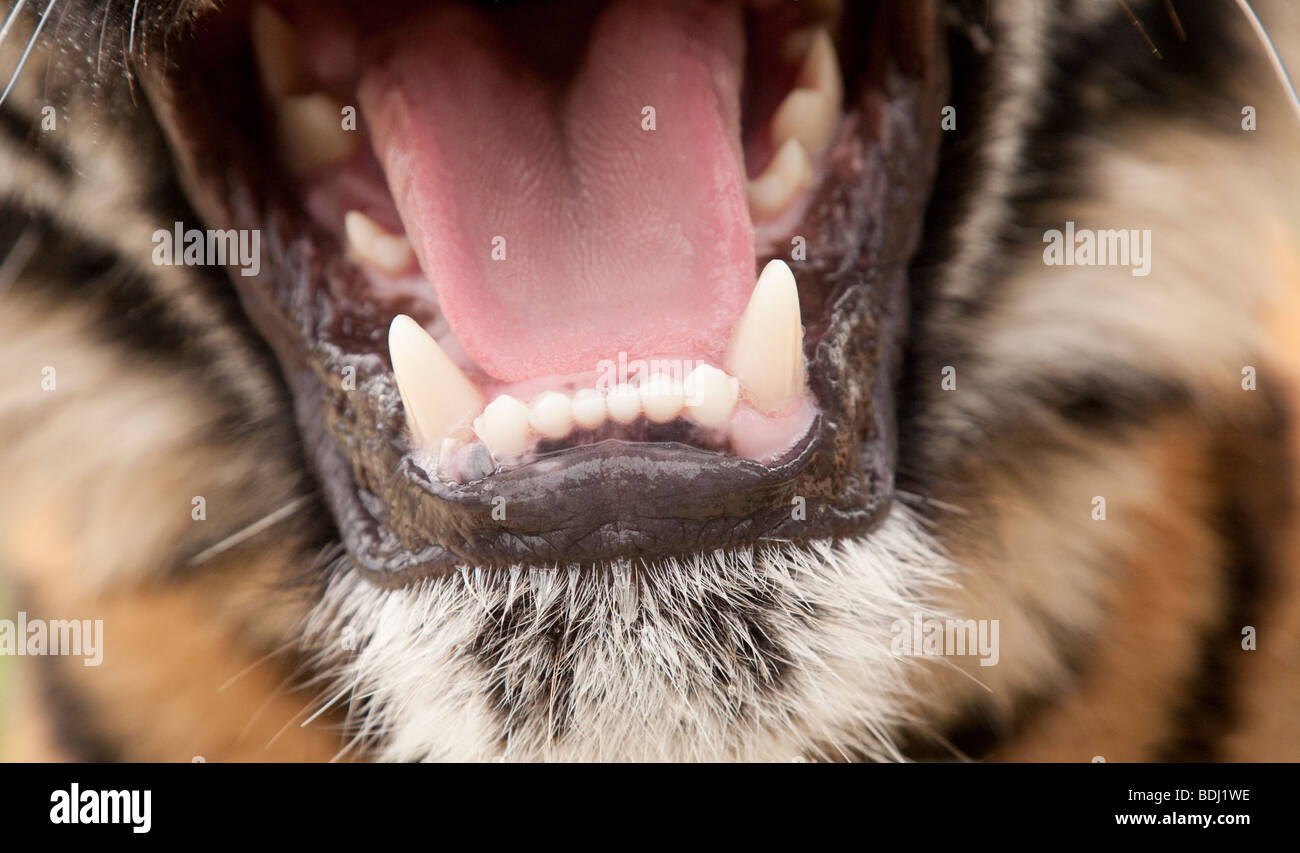 Tiger breath -Fotos und -Bildmaterial in hoher Auflösung – Alamy