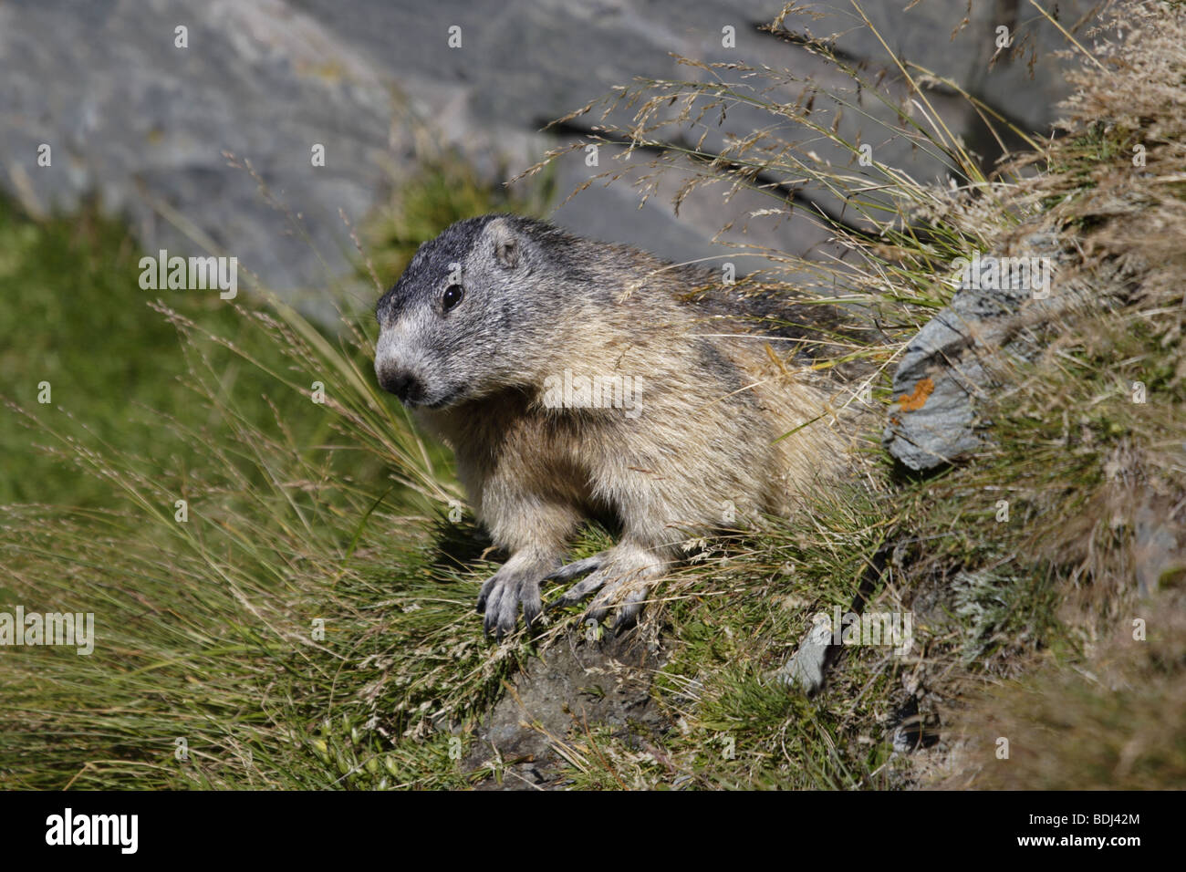 Marmota fauna -Fotos und -Bildmaterial in hoher Auflösung – Alamy