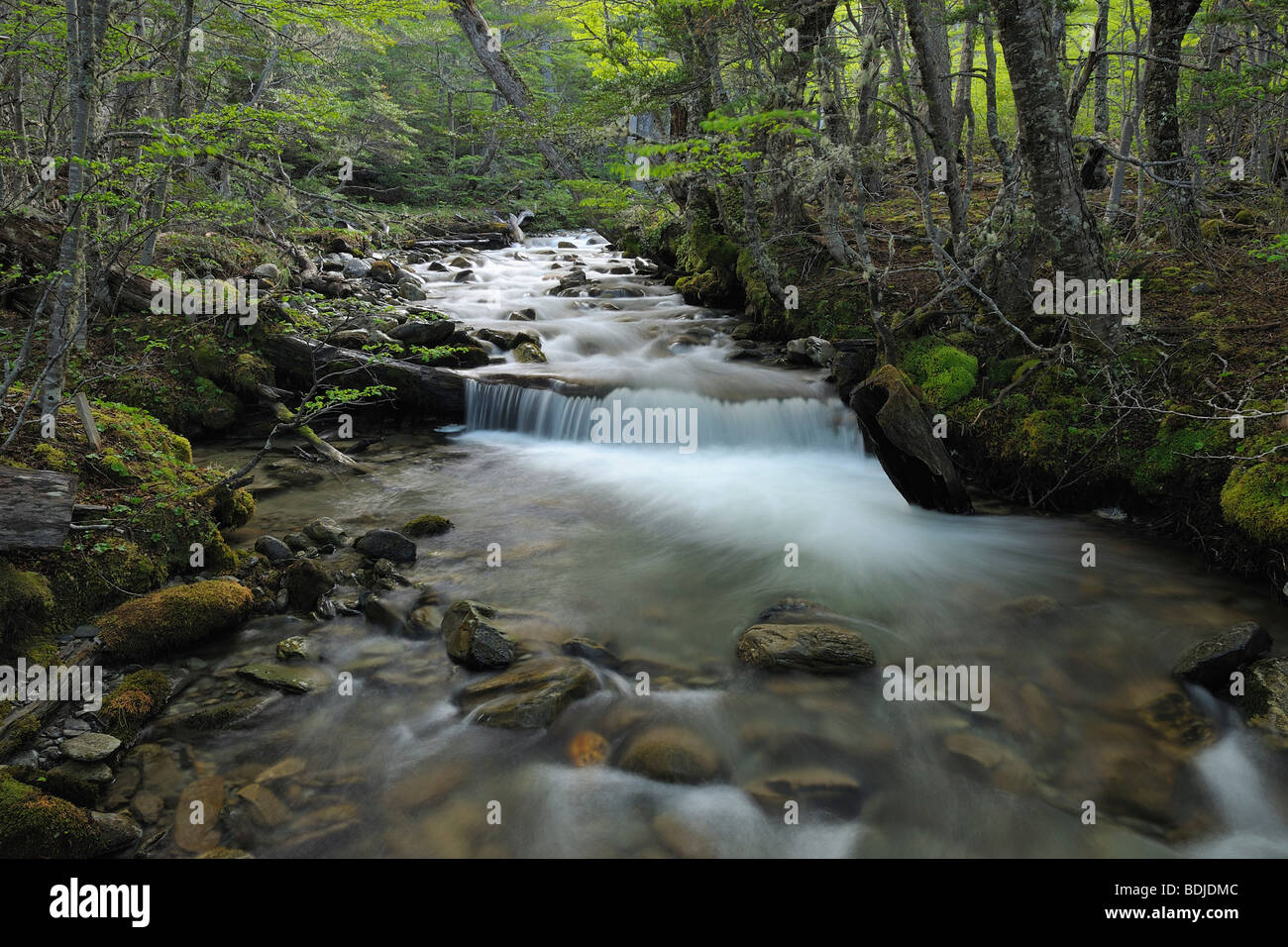 Naturnaher mischwald -Fotos und -Bildmaterial in hoher Auflösung – Alamy
