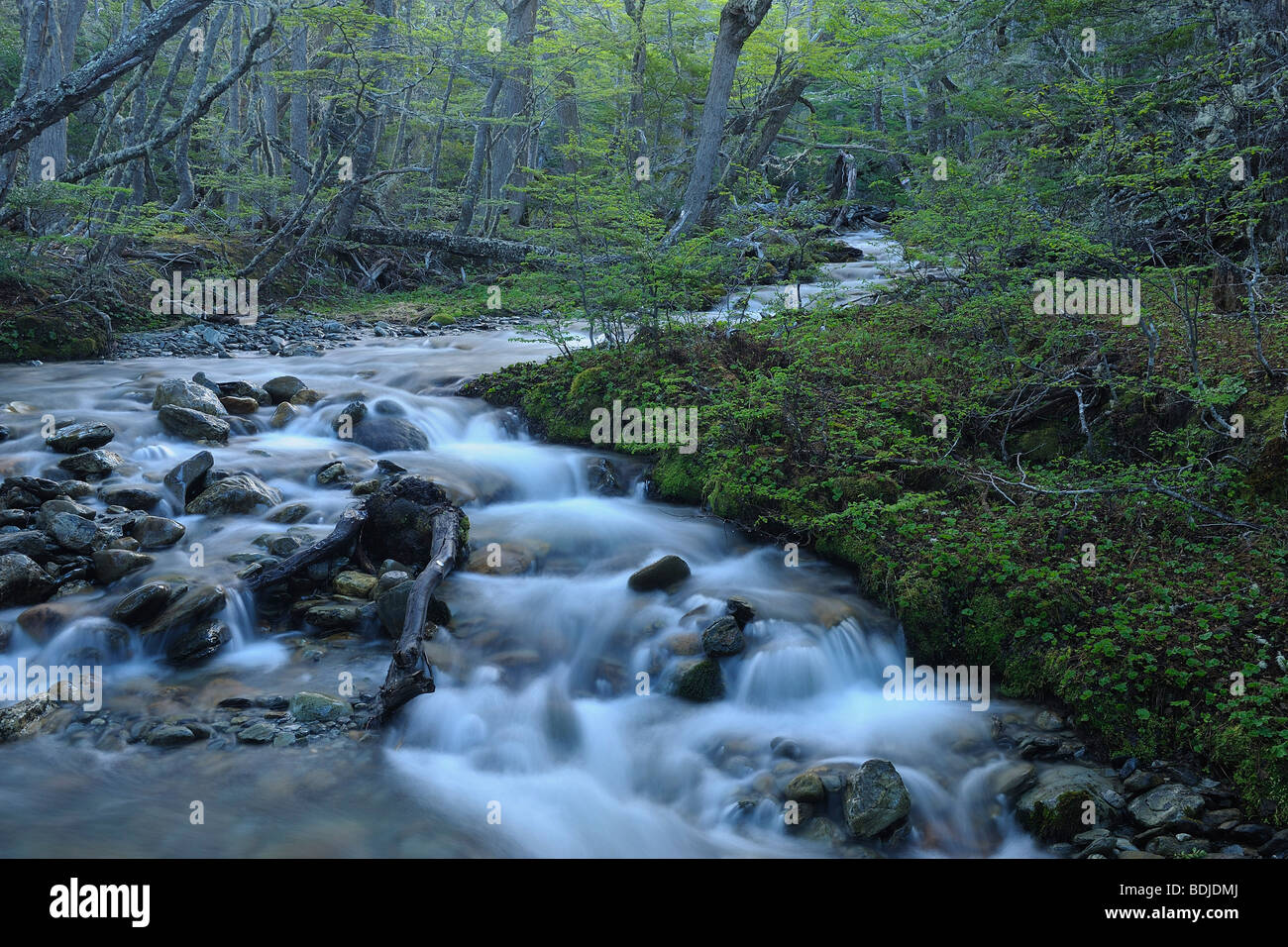 Bach im Wald, Tierra Del Fuego Nationalpark in der Nähe von Ushuaia ...