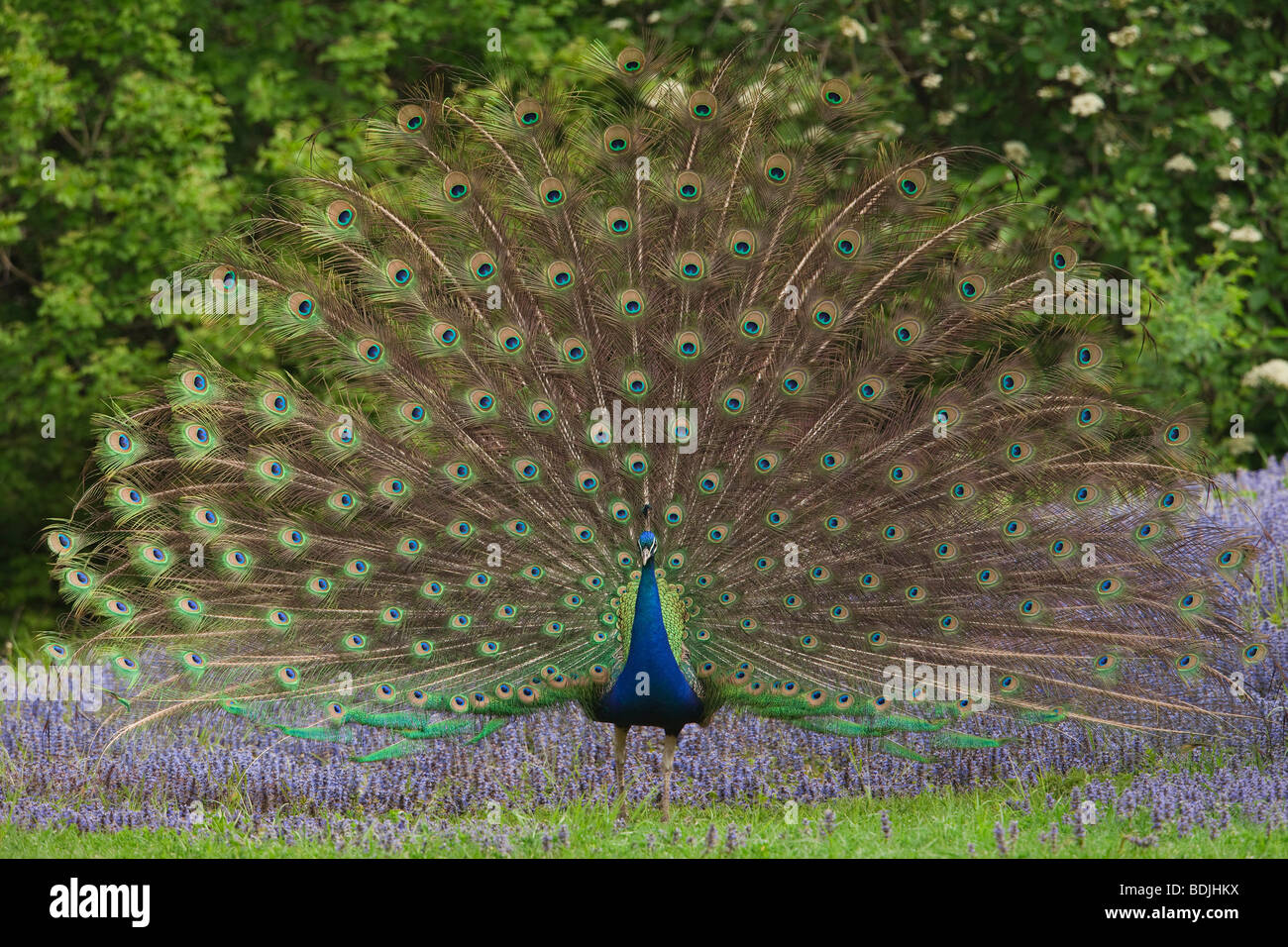 Pfauenfeder bilder -Fotos und -Bildmaterial in hoher Auflösung – Alamy