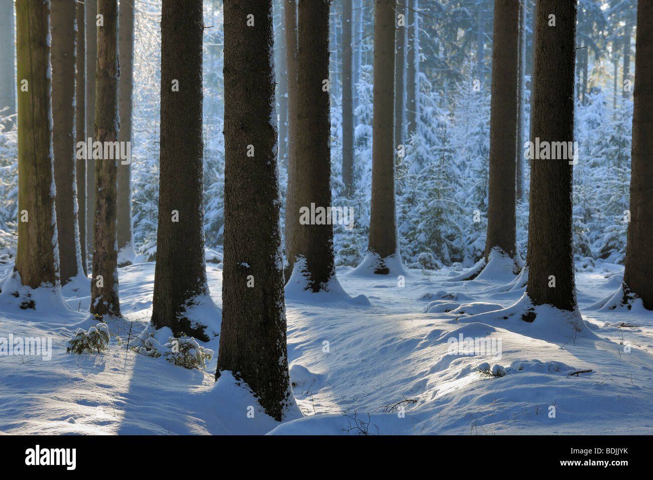 Hessen Wald Stockfotos und -bilder Kaufen - Alamy