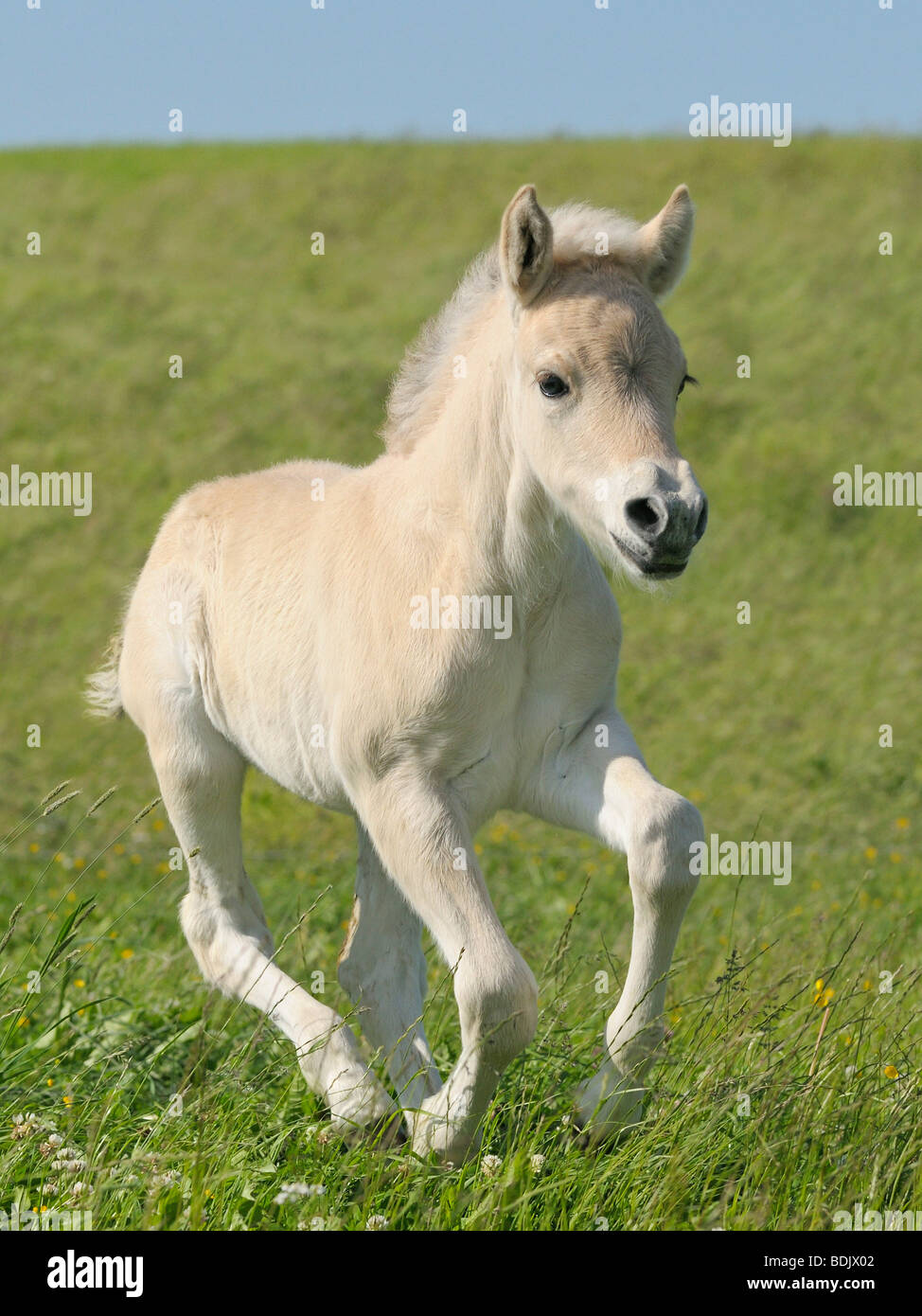 Norwegischer Fjord Pferd - Fohlen im Galopp auf der Wiese ...