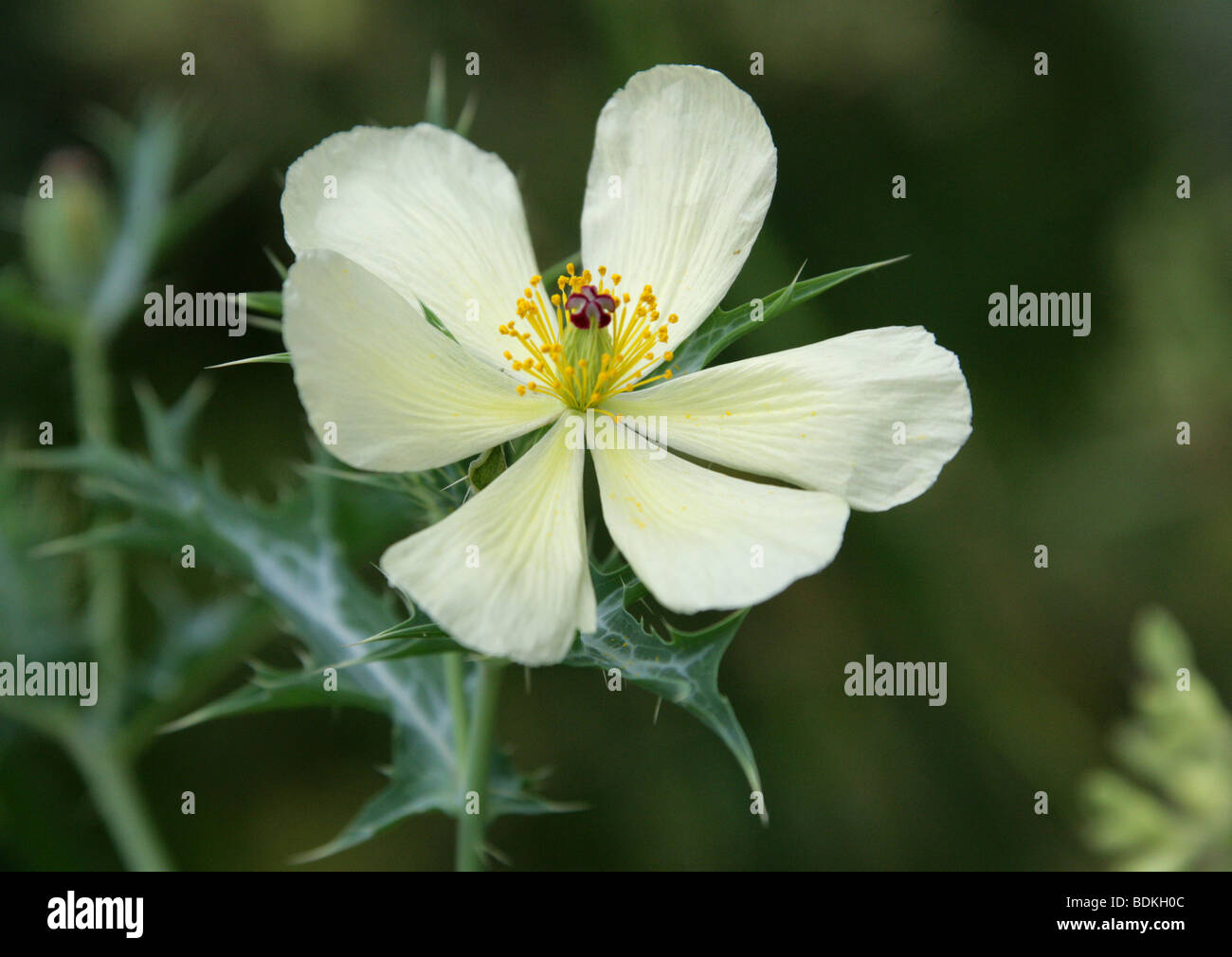 Argemone mexicana blumenpflanze -Fotos und -Bildmaterial in hoher ...