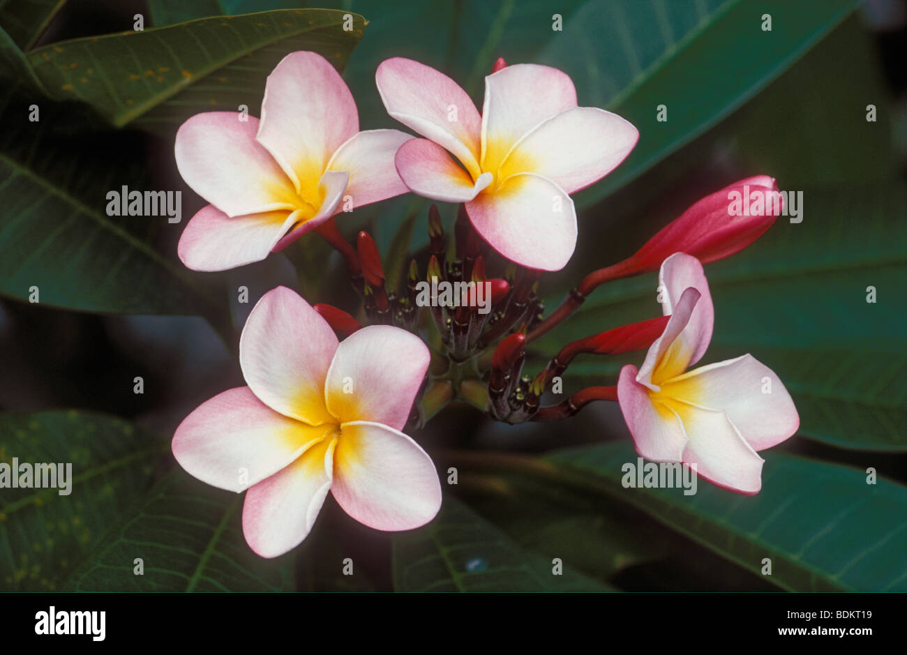 Frangipani plumeria sp blumen -Fotos und -Bildmaterial in hoher ...
