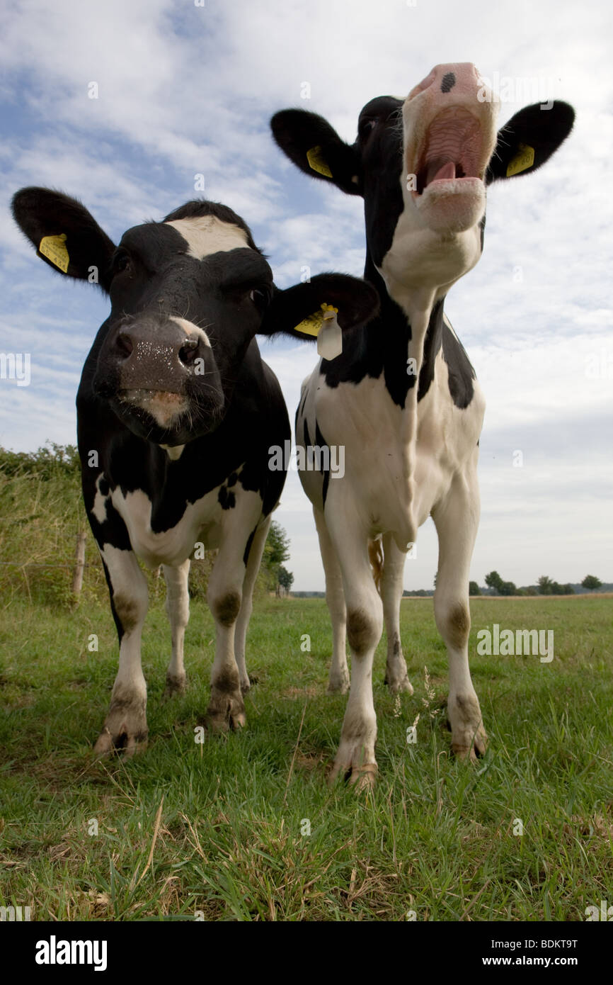 Yawning cow -Fotos und -Bildmaterial in hoher Auflösung – Alamy
