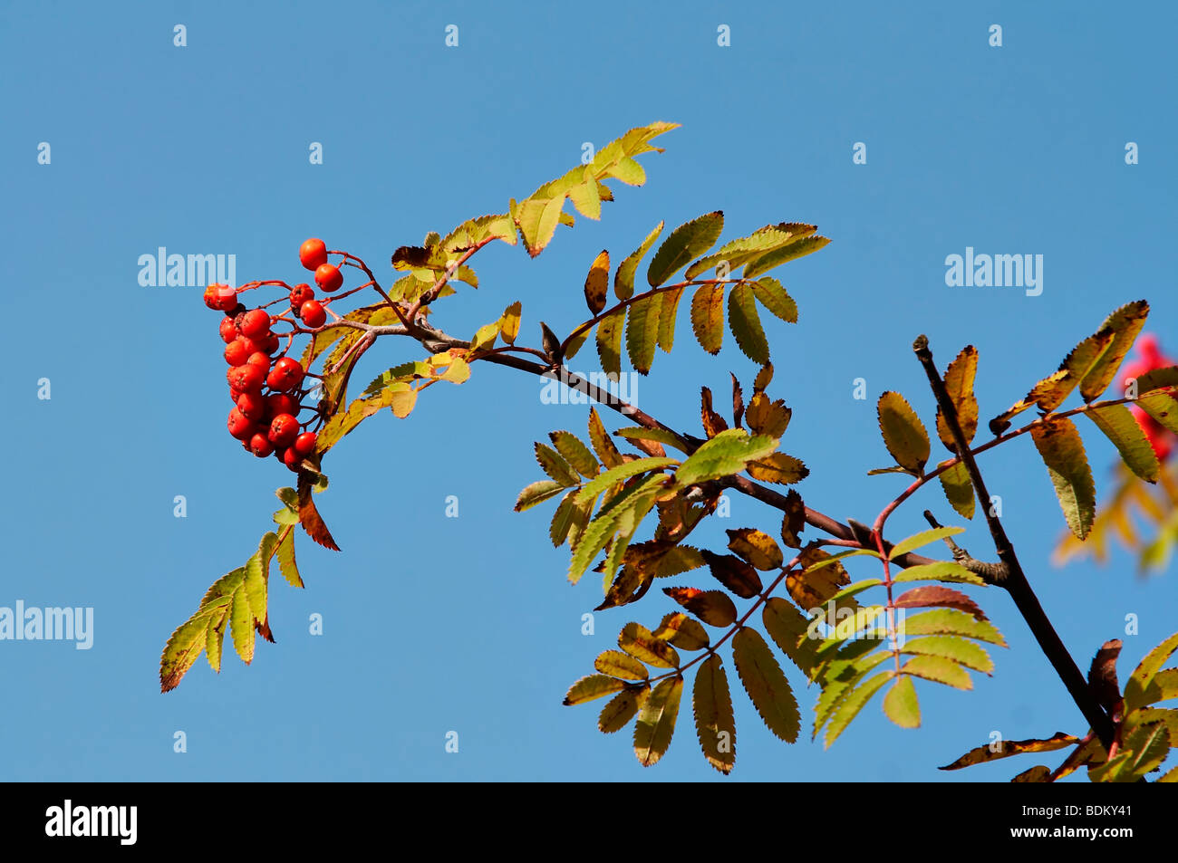 Sorb So Stockfotos und -bilder Kaufen - Alamy