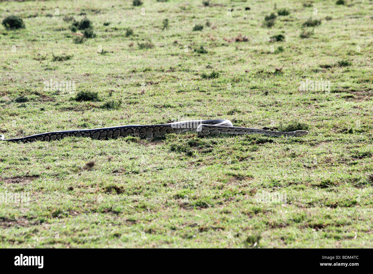 Python sebae -Fotos und -Bildmaterial in hoher Auflösung – Alamy