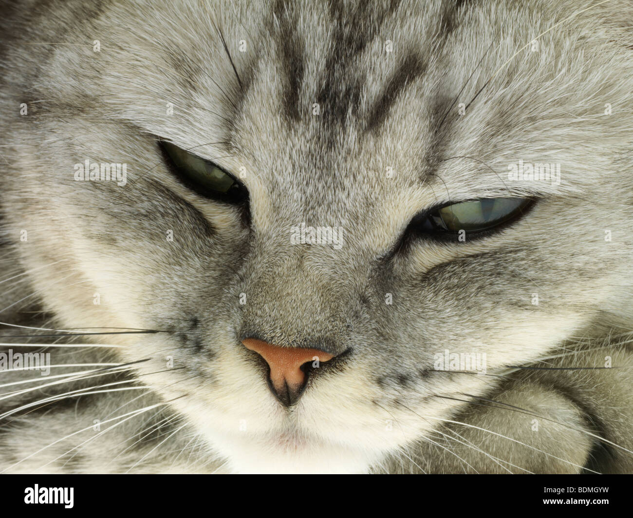 Kurzhaarige perserkatze -Fotos und -Bildmaterial in hoher Auflösung – Alamy