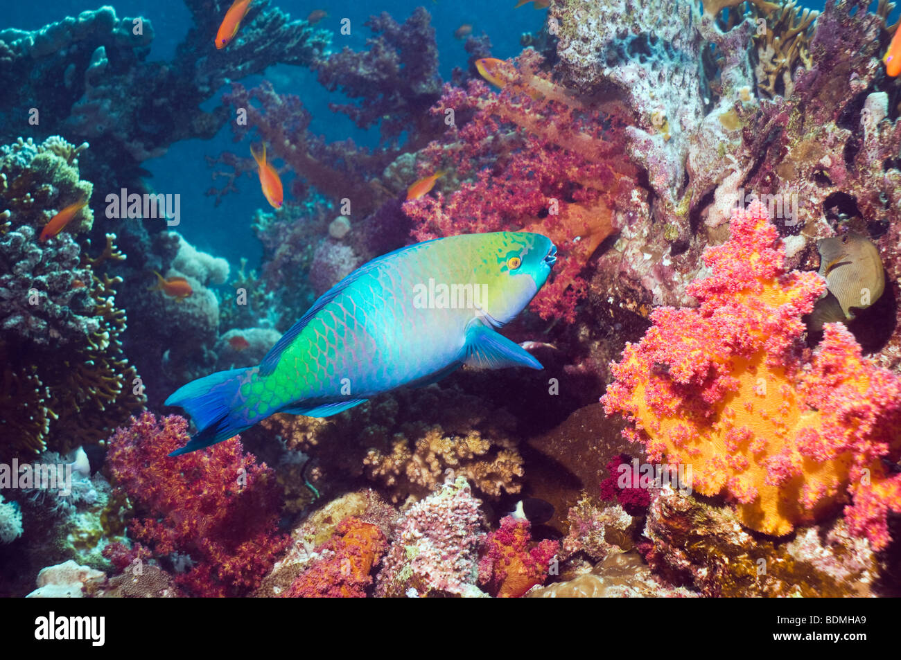 Scarus sp -Fotos und -Bildmaterial in hoher Auflösung – Alamy
