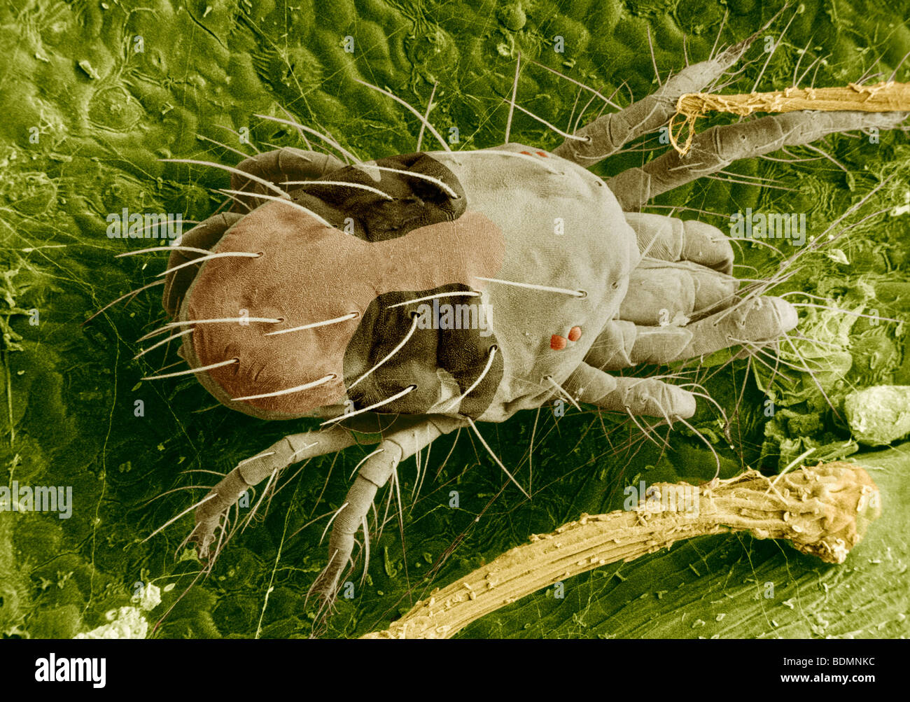 Zwei spotted oder rote spinnmilbe -Fotos und -Bildmaterial in hoher ...