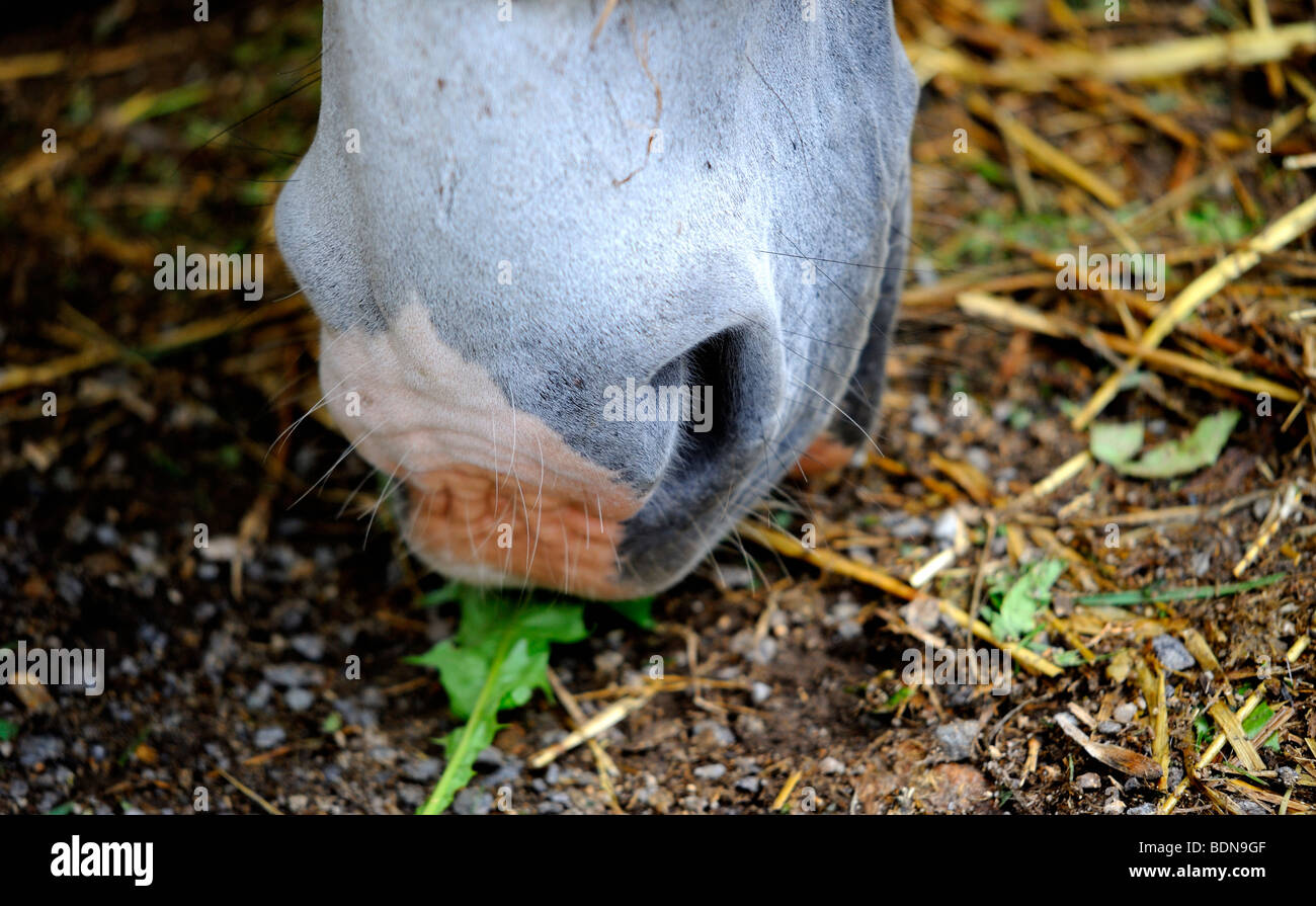 Horse eating close up detail -Fotos und -Bildmaterial in hoher ...
