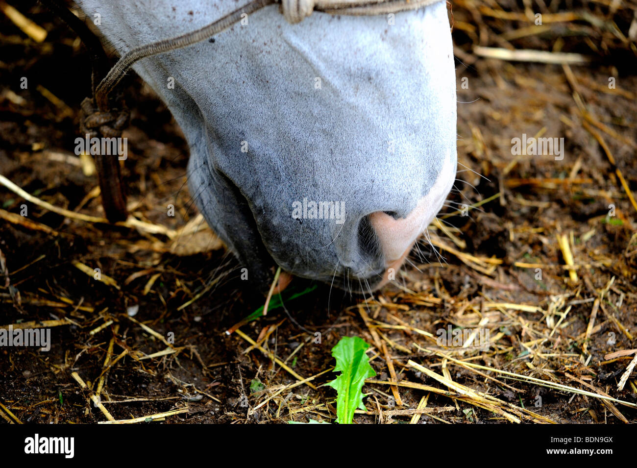 Horse Eating Close Up Detail Stockfotos und -bilder Kaufen - Alamy