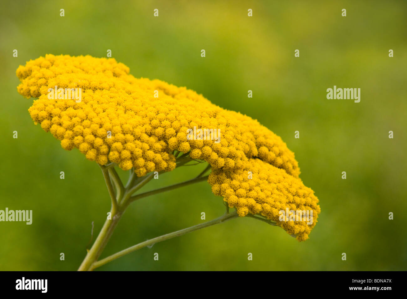 Achillea coronation gold -Fotos und -Bildmaterial in hoher Auflösung ...