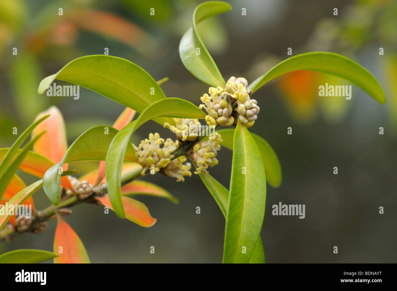 Buchsbaum strauch -Fotos und -Bildmaterial in hoher Auflösung – Alamy