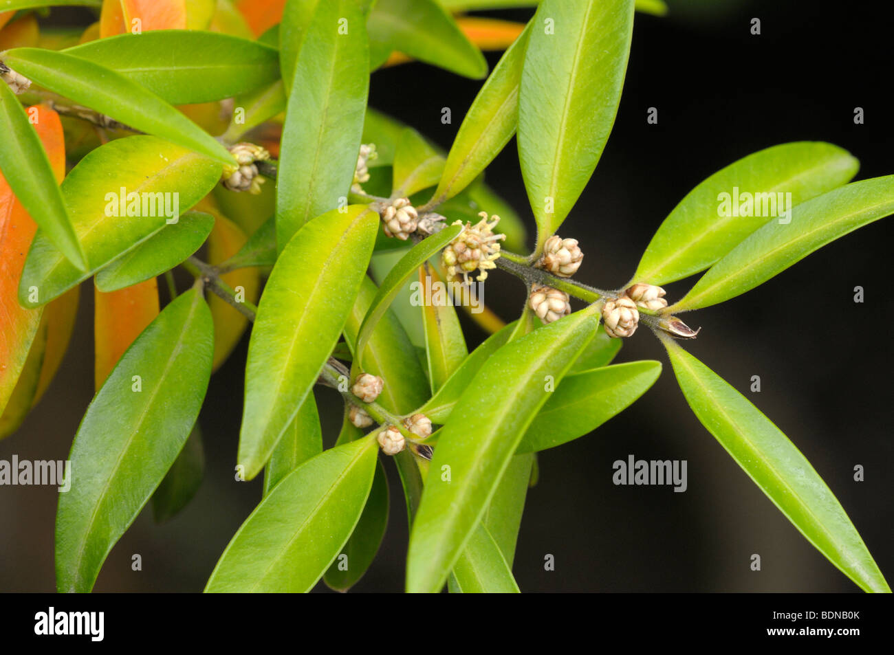 Buchsbaum strauch -Fotos und -Bildmaterial in hoher Auflösung – Alamy