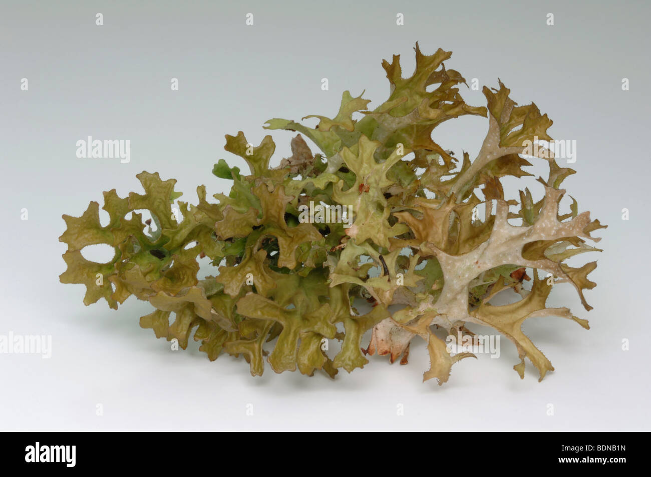 Lichen Islandicus Stockfotos und -bilder Kaufen - Alamy
