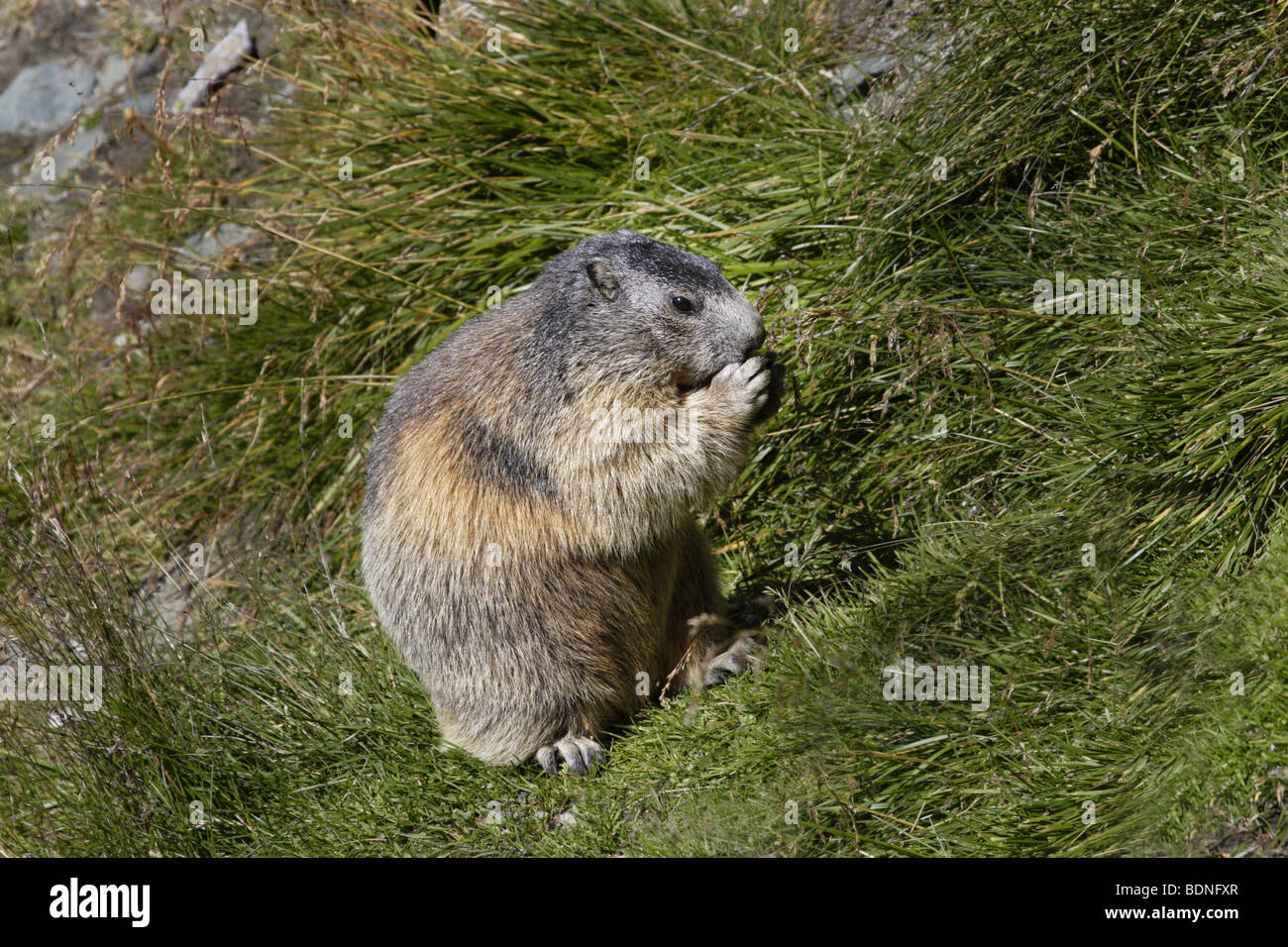 Marmota marmota deutschland -Fotos und -Bildmaterial in hoher Auflösung – Alamy