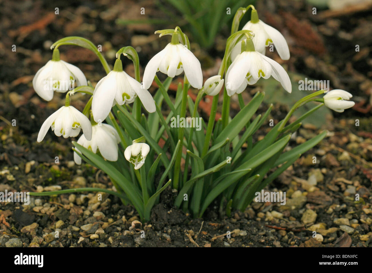 Doppel-Schneeglöckchen (Galanthus Nivalis), Sorte: Flore Pleno ...