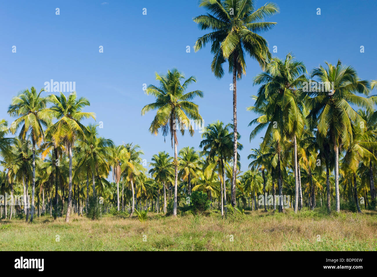 Coconut Palmenplantage, Pak Weeb Beach, Khao Lak, Andamanensee ...