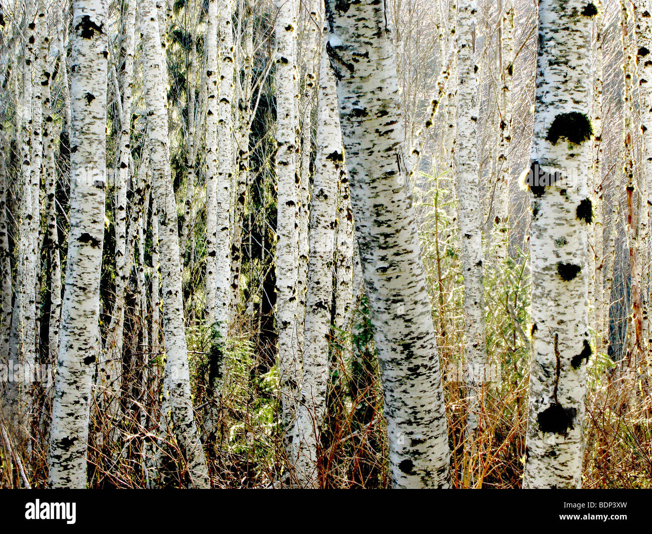Erle Baumrinde Textur Stockfotos und -bilder Kaufen - Alamy