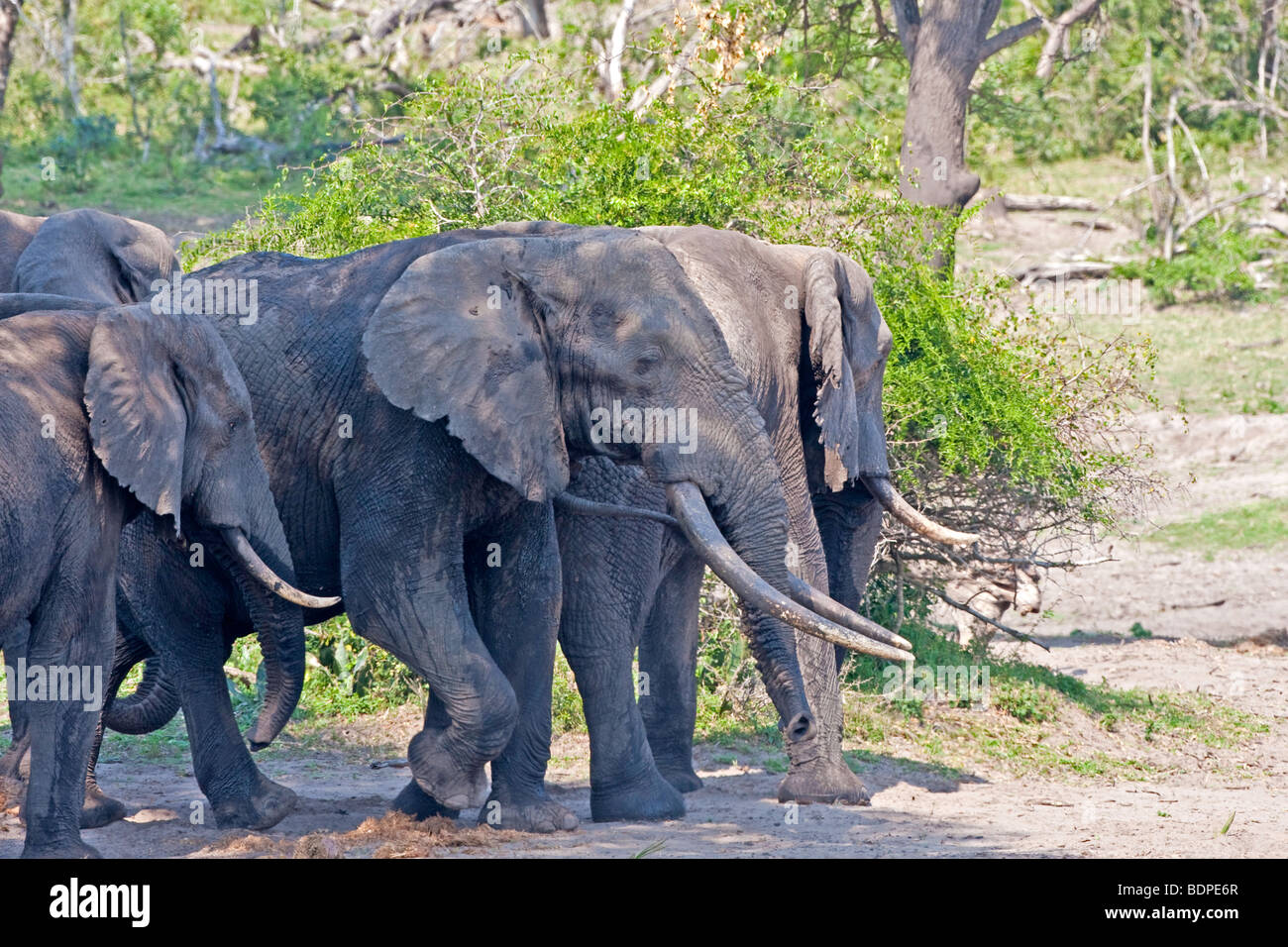 Elefanten im schatten -Fotos und -Bildmaterial in hoher Auflösung – Alamy