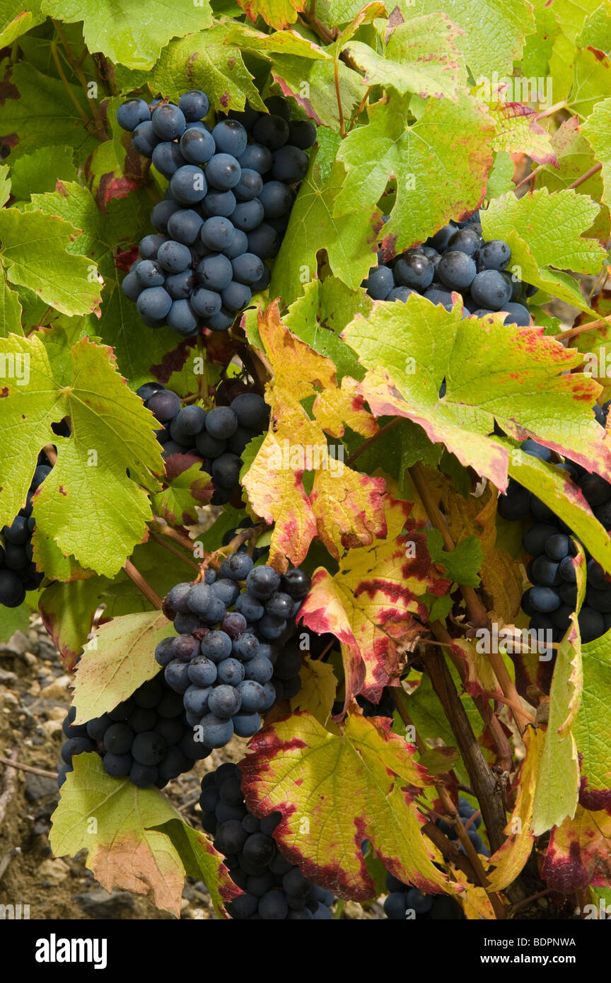 Blaue trauben weinlaub herbst -Fotos und -Bildmaterial in hoher ...