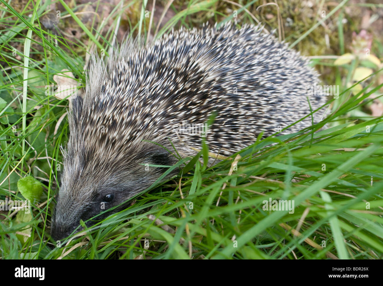 Hedgehogs baby -Fotos und -Bildmaterial in hoher Auflösung – Alamy